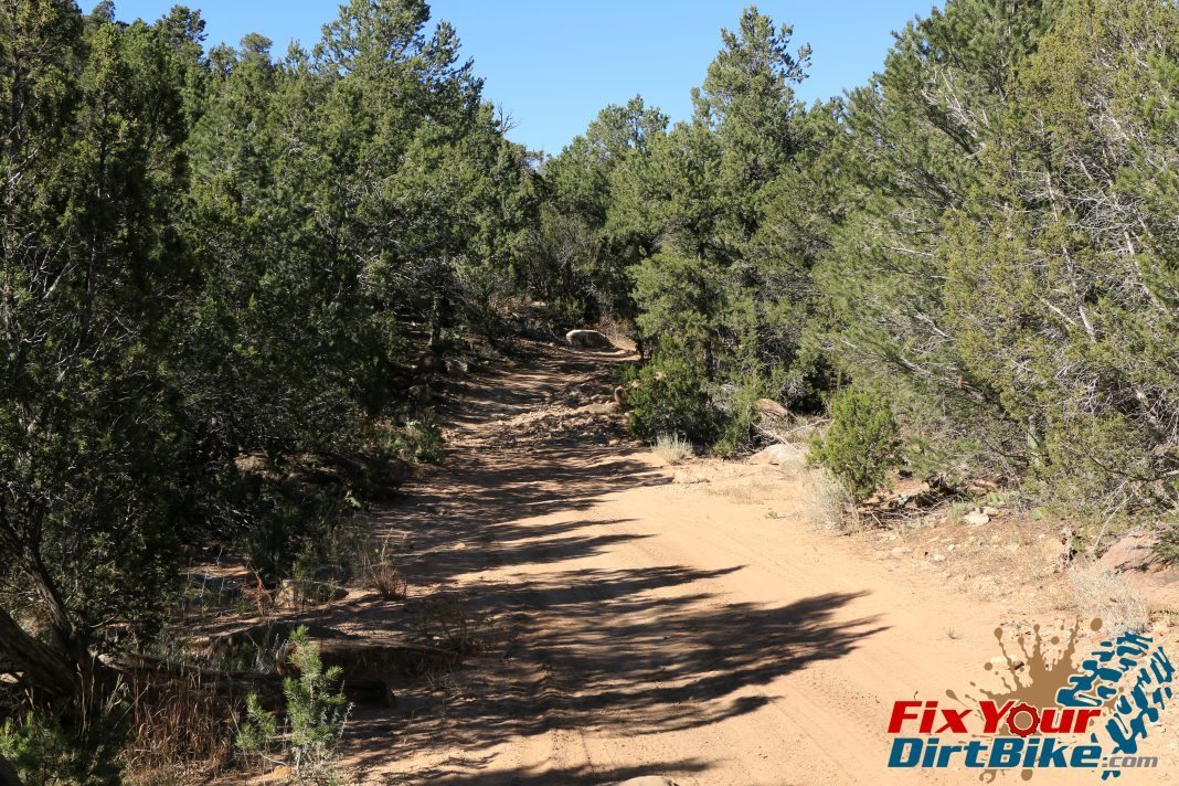 Penrose Commons 2 track trail pine trees | Fix Your Dirt Bike